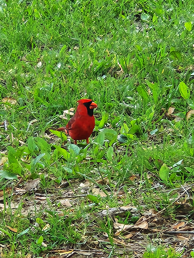 "Yes, I am fabulous, thank you for noticing." This cardinal brings a splash of Hollywood red carpet glamour to the otherwise green backdrop.