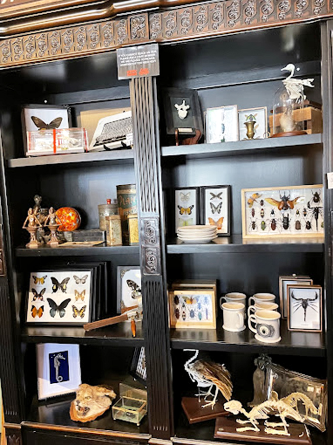 The butterfly and insect collection transforms scientific specimens into mesmerizing works of art. Nature's jewelry box, meticulously catalogued. 