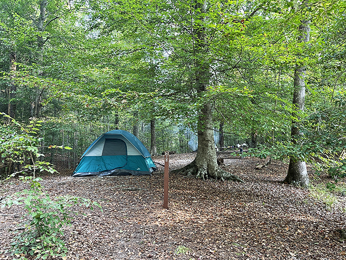 Home sweet wilderness: a simple tent nestled among hardwoods offers front-row seats to nature's nightly symphony.