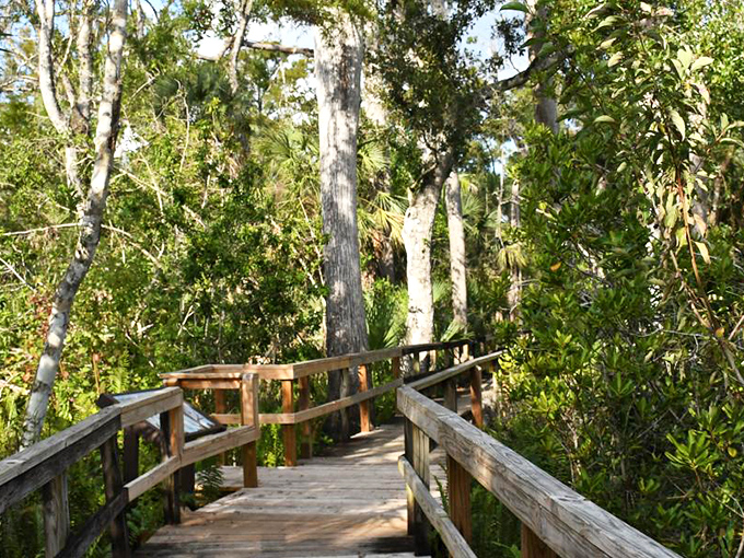 Every wooden plank leads deeper into Florida's wild heart. This boardwalk trail protects delicate ecosystems while guiding visitors through Torreya's hidden wonders.