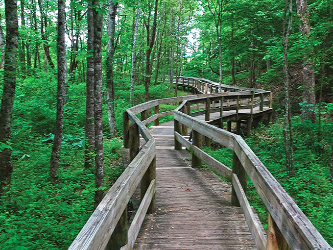 This winding wooden pathway through emerald forests feels like walking through a storybook—the kind where adventures happen to ordinary people.