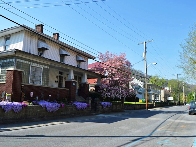 Spring transforms Pikeville's residential streets into a painter's palette of purple and pink blooms &ndash; nature's own welcome committee.