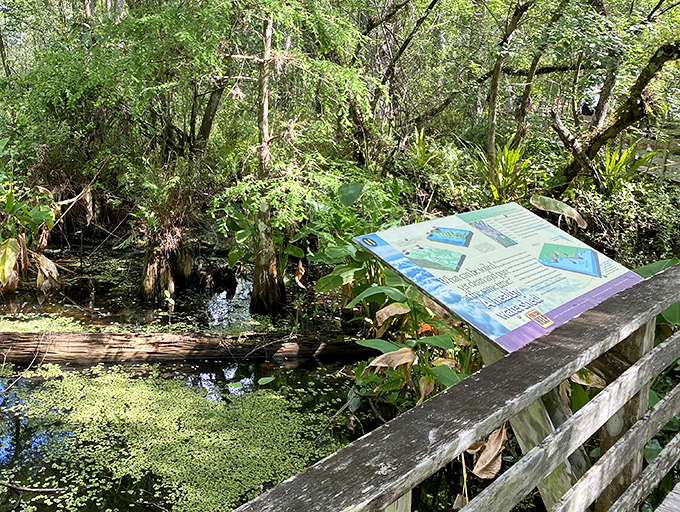 Educational signs transform a simple walk into a master class on wetland ecology, no pop quiz required!