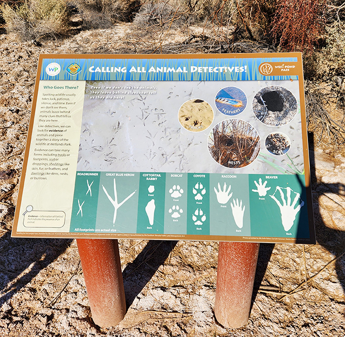 CSI: Wetlands Edition invites visitors to become wildlife detectives. This clever sign turns a simple walk into an engaging scavenger hunt.