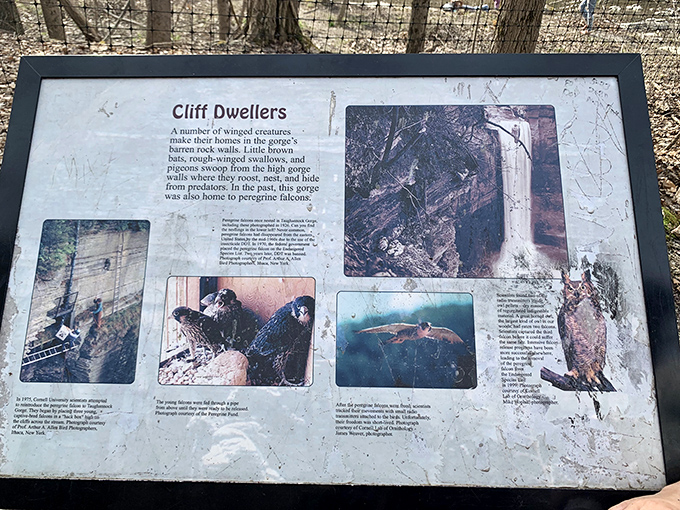 Educational signage reveals the gorge's winged residents, turning a simple hike into a fascinating outdoor classroom without the homework.