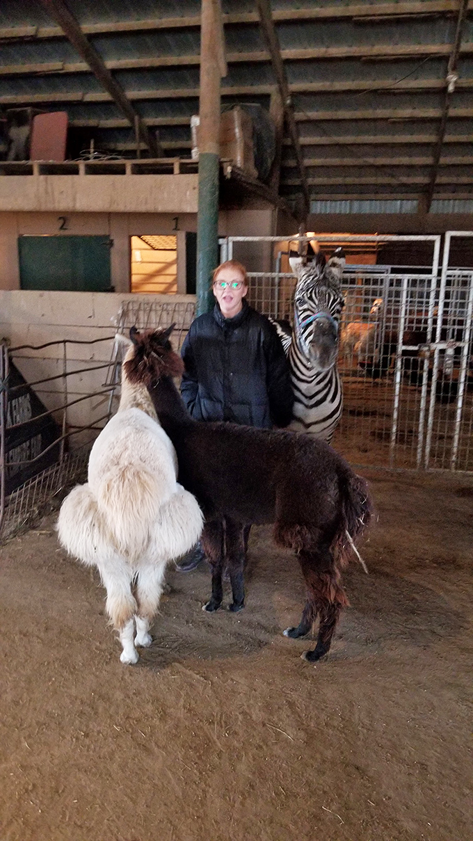Where else but Hedrick's can you find yourself sandwiched between llamas and zebras while sporting your best "is this really happening?" expression?