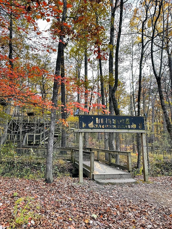 Fall paints the forest in warm hues, creating a backdrop that makes even a simple wooden walkway feel like a journey into enchantment.