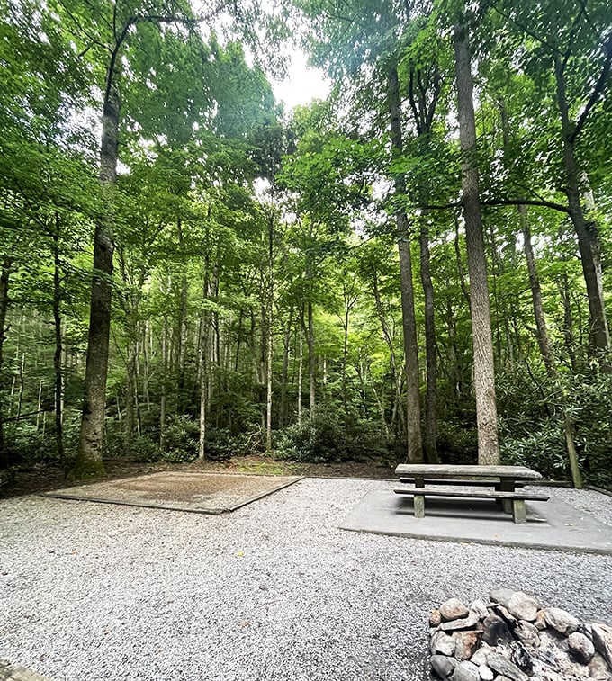 This serene campsite clearing whispers possibilities: morning coffee with birdsong, evening s'mores under stars, and everything wonderful in between.