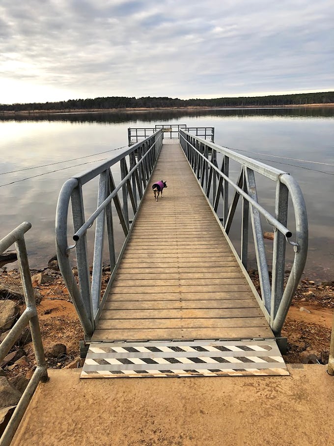 A small dog leads the way down the fishing pier, proving that the best outdoor companions sometimes have four legs.