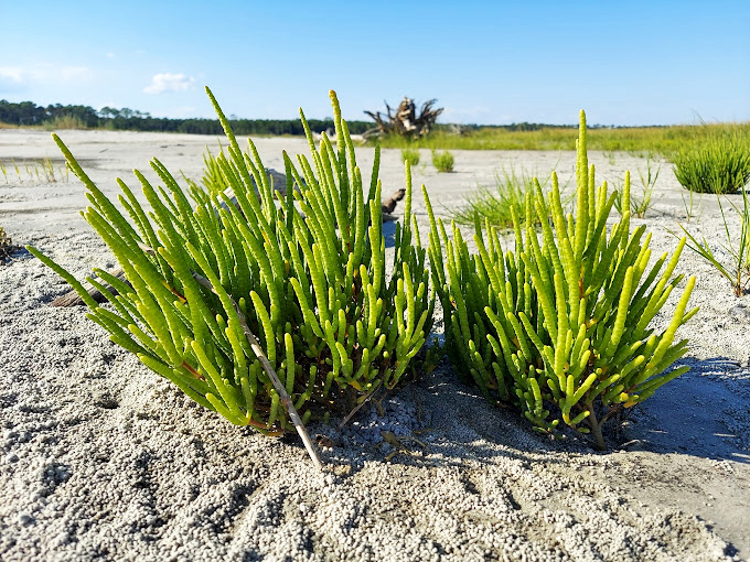 Coastal succulents thrive in sandy soil, their vibrant green fingers reaching skyward like nature's own victory sign.