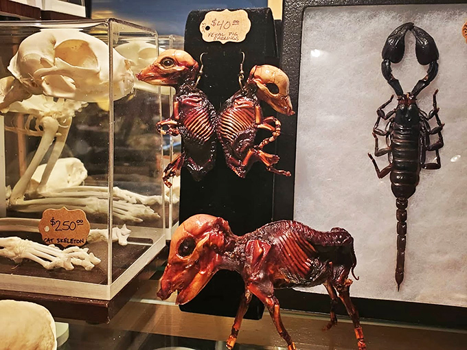 Art meets science in this meticulously organized display of creatures that time hasn't forgotten, thanks to preservation techniques that transform the ephemeral into the eternal.