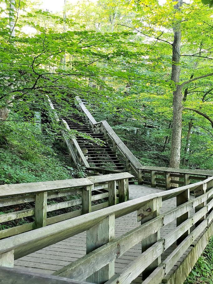 Autumn's carpet of fallen leaves creates nature's confetti, celebrating another season at Brandywine. The forest's standing ovation for summer's final bow.