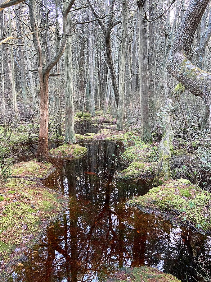 Reflections double the beauty in this quiet corner of the swamp, where centuries-old cedars stand like silent guardians of the wetland.