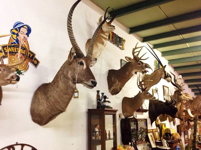 The taxidermy wall&mdash;where hunting lodge meets natural history museum. That antelope looks as surprised to be there as you are to find him.