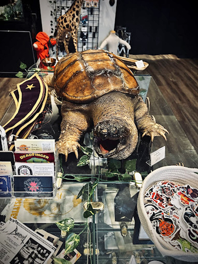 The preserved snapping turtle commands center stage on the glass display, its prehistoric appearance a conversation starter for shoppers browsing curiosities below.