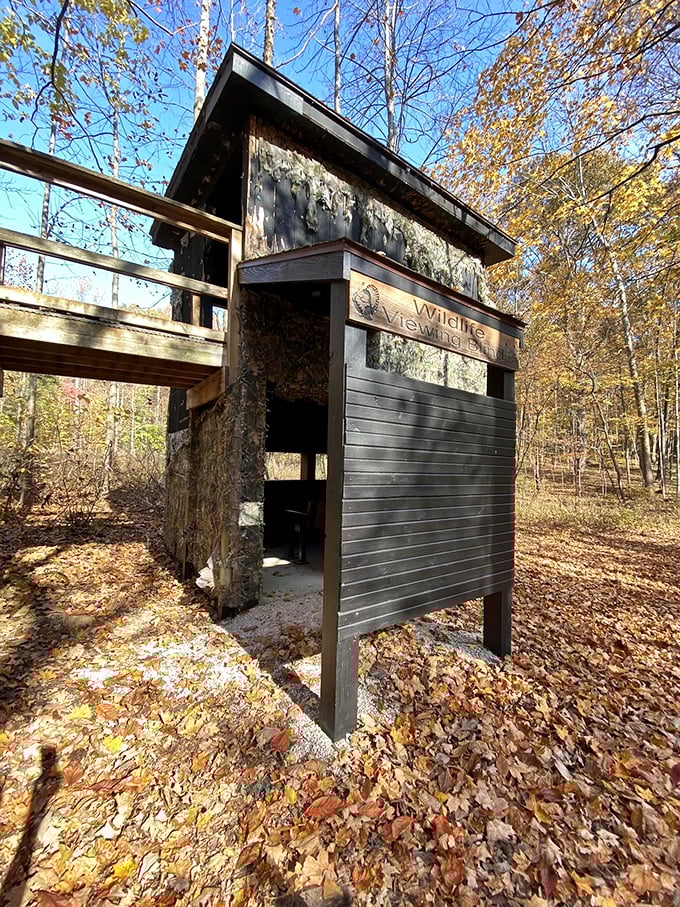 The wildlife viewing station serves as nature's private box seats, where patience rewards visitors with unexpected forest performances.