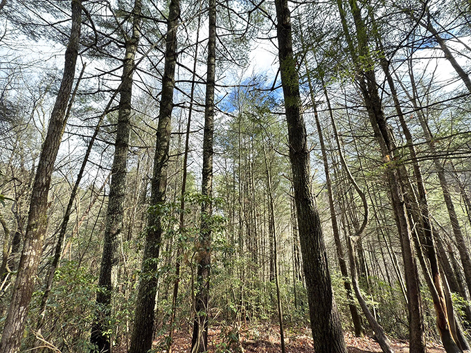 Cathedral ceilings have nothing on this. Towering pines create nature's most impressive vertical architecture, no contractor required.