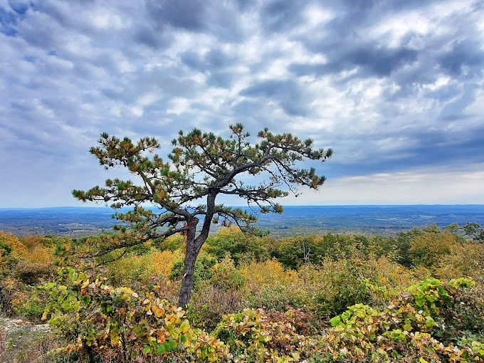 That lone pine at High Point stands sentinel over valleys and ridges, a natural tour guide that's been showing off the view for centuries.