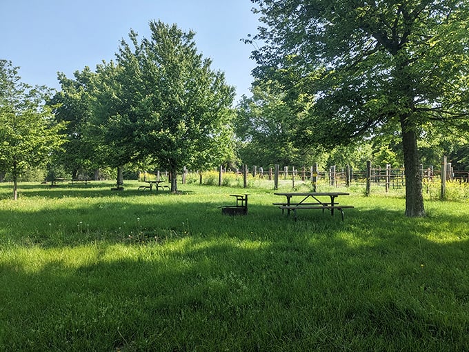 Waubonsie's forest path beckons! This sun-dappled trail promises adventure with every curve and dip.