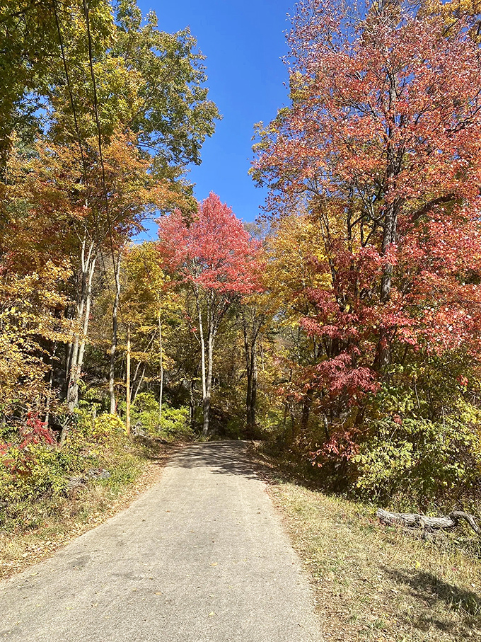 Fall's fashion show stops hikers in their tracks. Nature dresses in her autumn best, turning the trail into a runway of reds and golds.