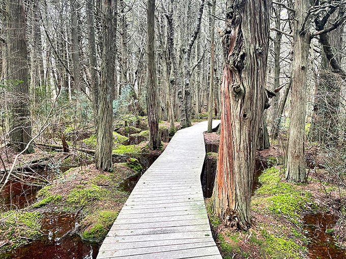 The boardwalk threads through cedars like a wooden needle, stitching together a tapestry of protected wetland that once covered the Cape.