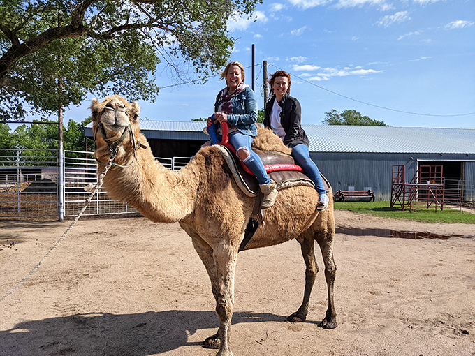 Yes, I'm riding a camel in Kansas. Some vacation photos require absolutely no explanation&mdash;and this is one of them.