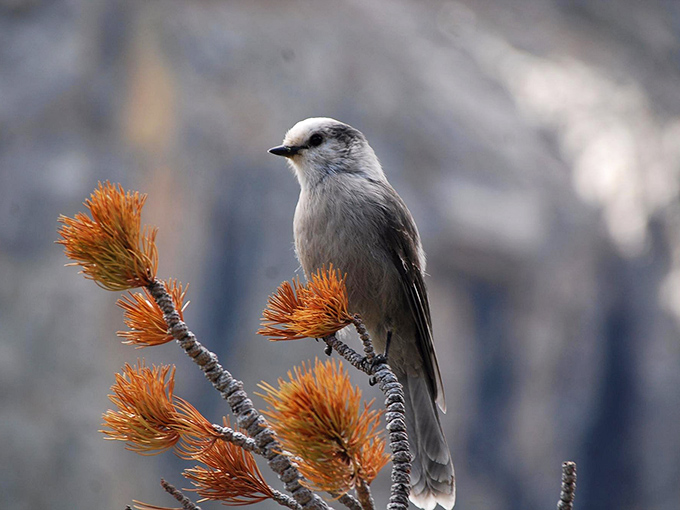 The Canada Jay, mountain philosopher and notorious sandwich thief. This fluffy opportunist has mastered the art of looking innocent while plotting snack heists.