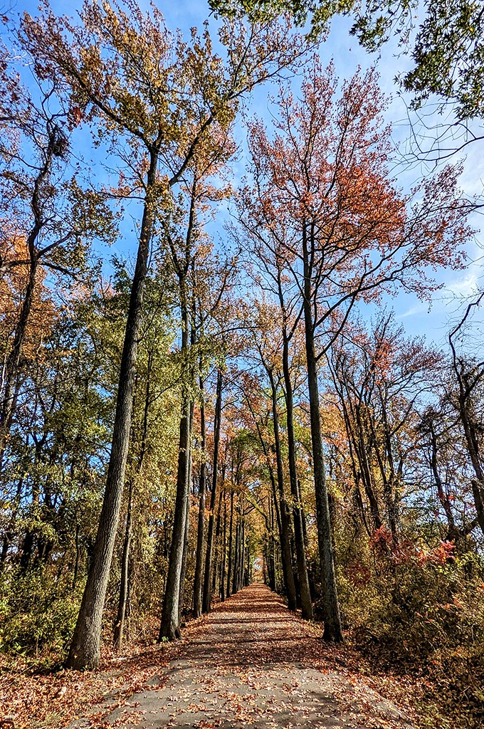 Fall's fiery canopy creates nature's most perfect corridor. Walking beneath these towering sentinels feels like entering a cathedral built by time itself.
