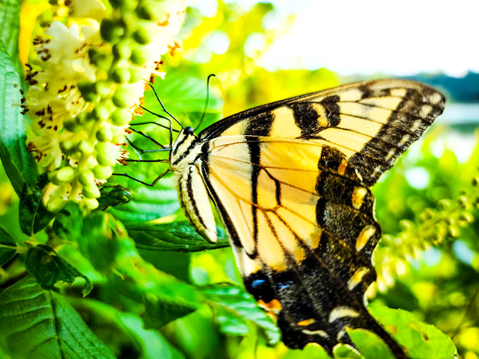 Nature's stained glass window with wings. This tiger swallowtail butterfly didn't need to dress up for its close-up.