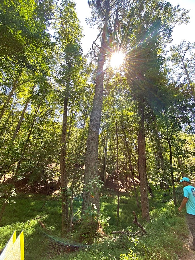 Sunbeams cut through towering pines like nature's own spotlight system. No ticket required for this daily performance.
