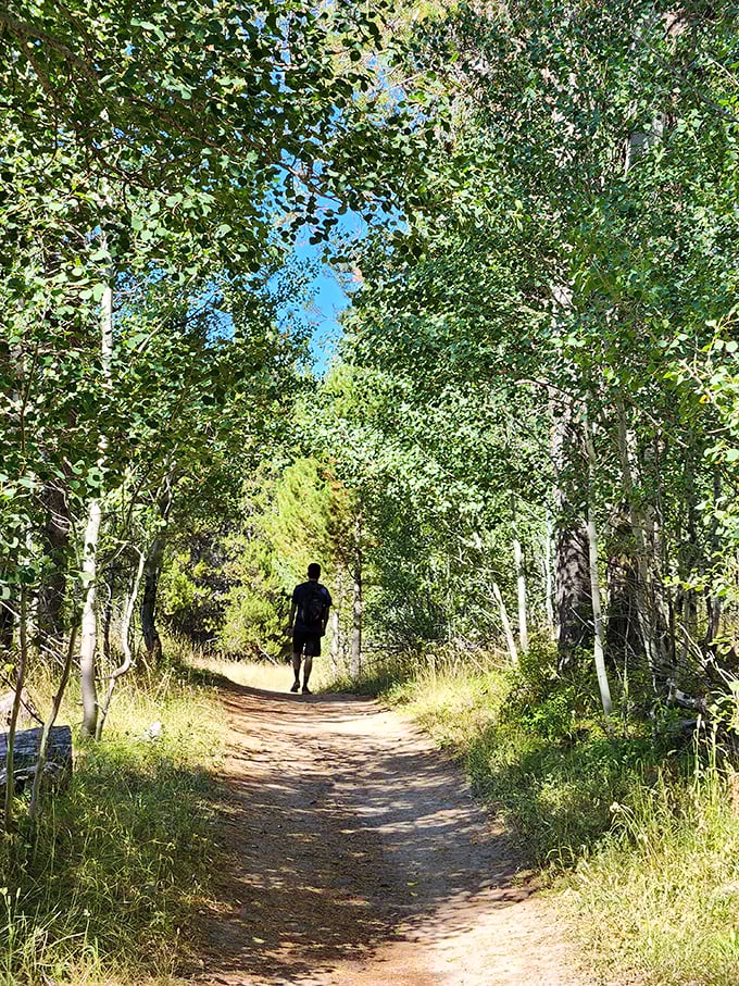 The aspen tunnel effect&mdash;nature's version of the yellow brick road, minus the Munchkins but with 100% more tranquility.