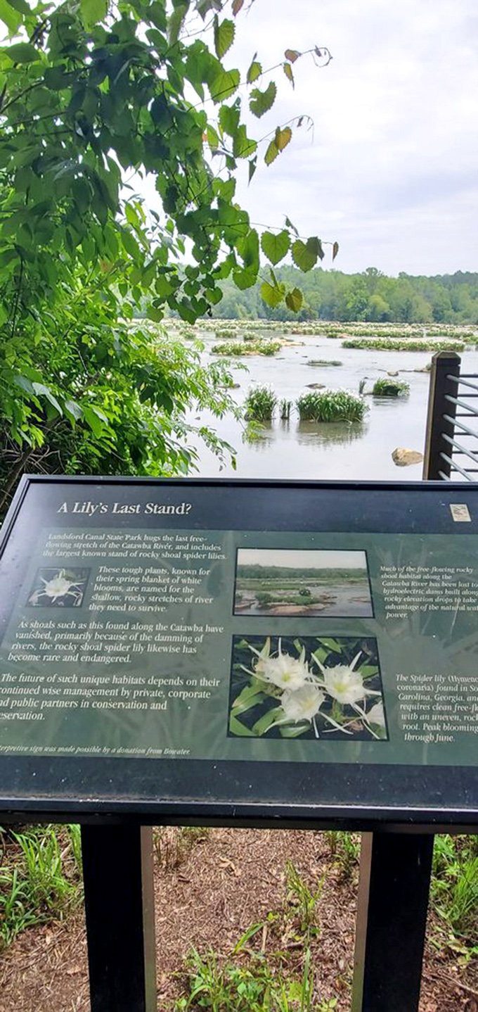The lily viewing information board: spoiler alert for nature's most spectacular flower show, starring South Carolina's aquatic celebrities.
