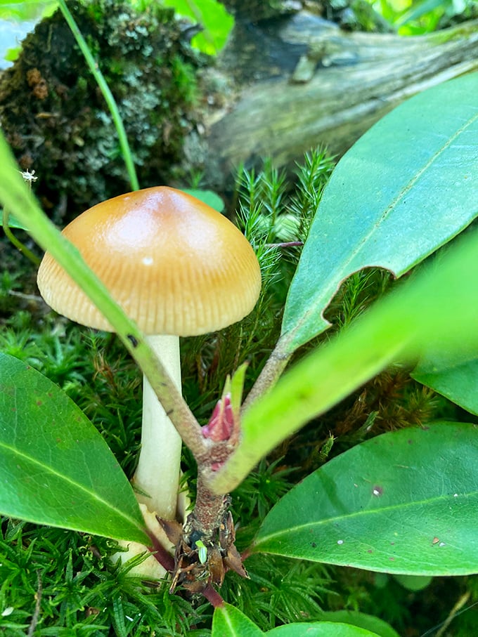 This golden mushroom, nature's little umbrella, pops up to remind us that the forest floor hosts its own miniature architecture exhibition.