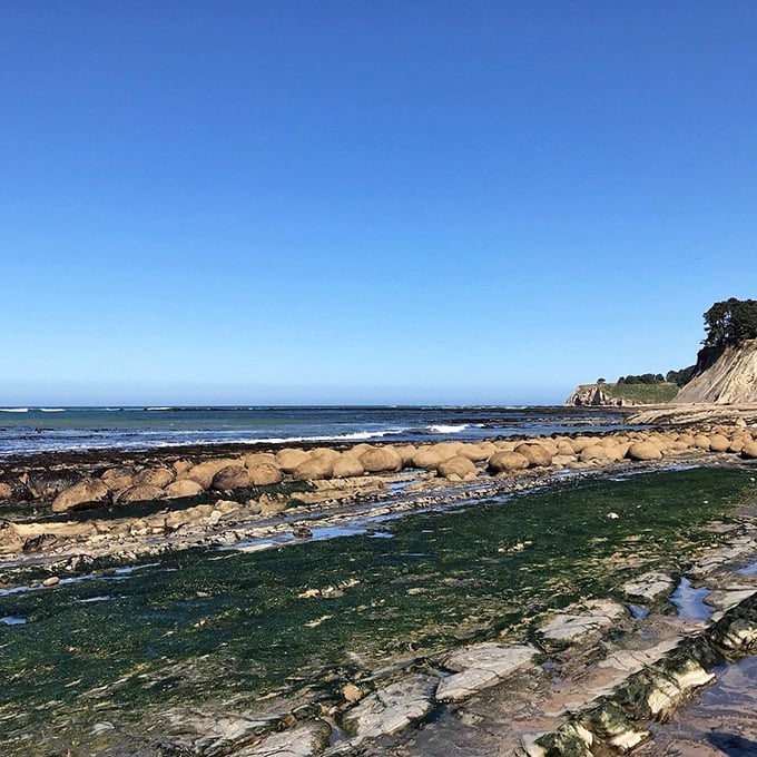 Perfectly aligned "bowling balls" emerge at low tide like geological soldiers standing at attention. Nature's most orderly display in its most wild setting.