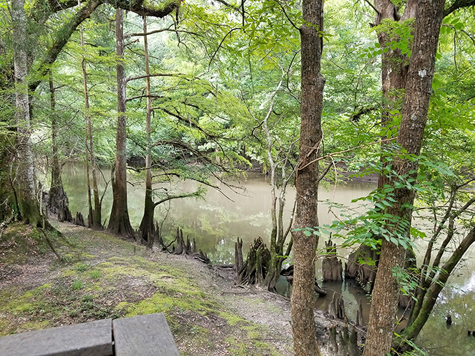 Spanish moss dangles from ancient cypress trees, nature's version of mood lighting. No set designer could create a more perfect backdrop for ghost stories.