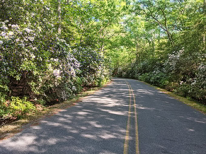 Spring's rhododendrons create a flowering tunnel that makes every drive feel like you're entering a secret garden worthy of Frances Hodgson Burnett.