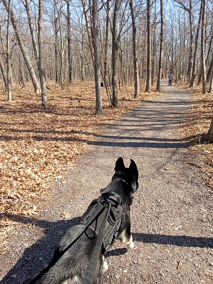 Four-legged hiking companions often lead the way with enviable enthusiasm. This pup's body language clearly says, "Hurry up, human&mdash;adventure awaits!"