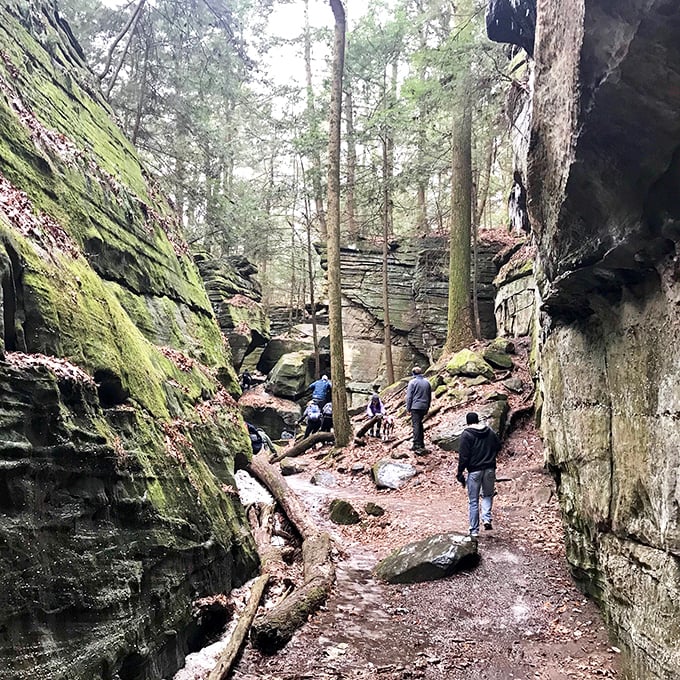 Nature's cathedral, where moss-covered walls have better acoustics than most concert halls and the admission price is just your time.