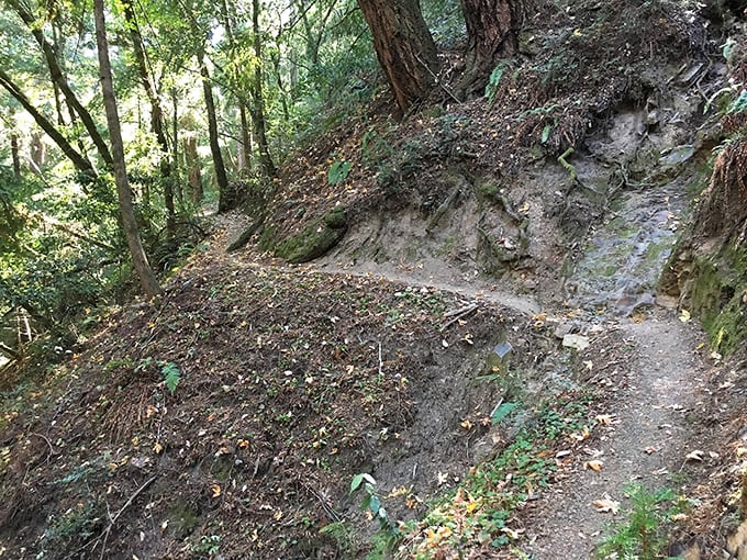 The trail narrows and steepens, promising adventure around every bend. Your quads might complain, but your soul will thank you.