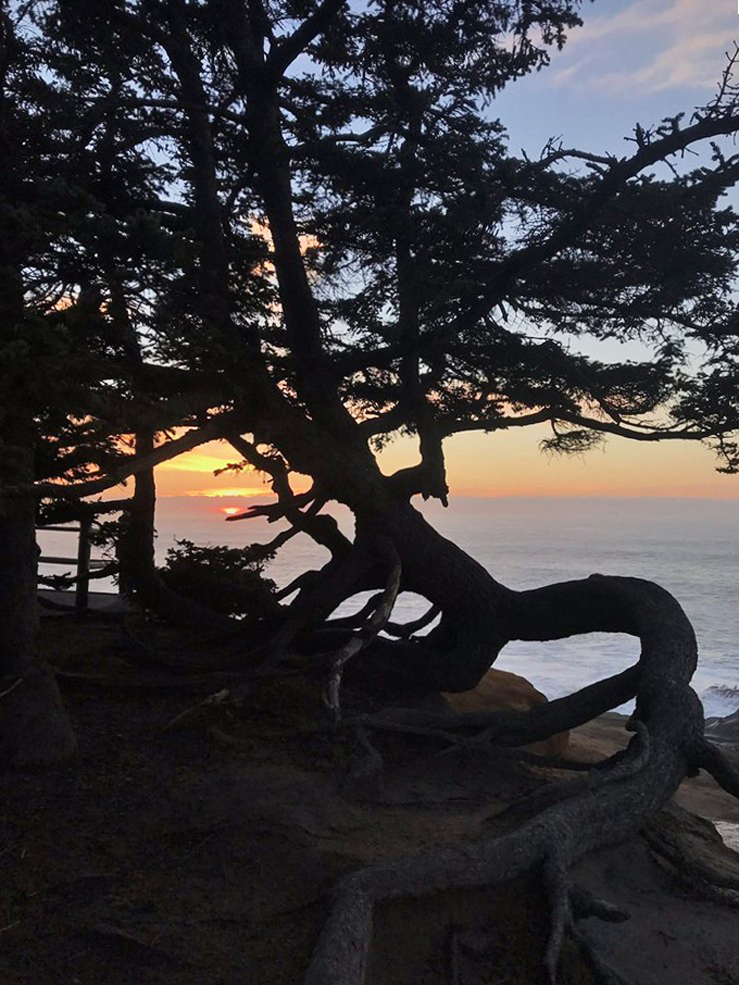 That magical moment when day surrenders to night, and a twisted shore pine frames nature's daily masterpiece in silhouette.