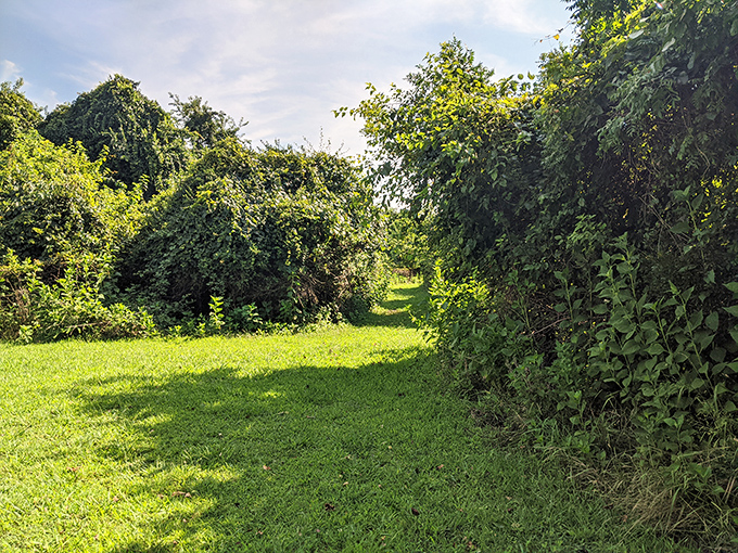 Nature creates the perfect hallway of green, inviting you to wander down paths where colonial feet once trod.