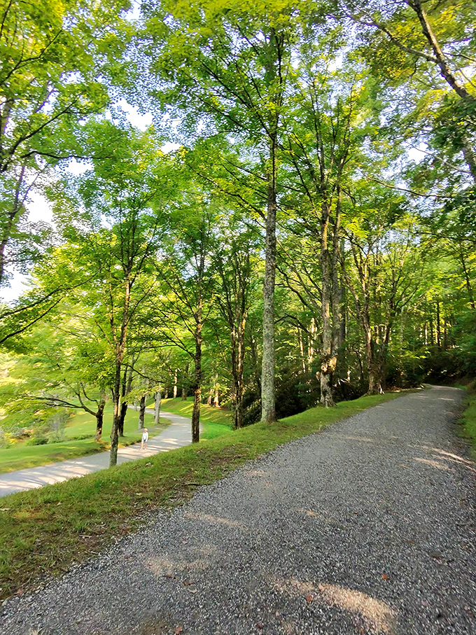 Dappled sunlight playing hide-and-seek through the canopy &ndash; nature's own light show that never needs batteries.
