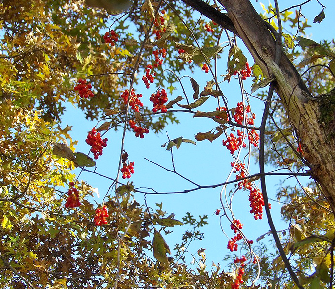 Fall's crimson berries hang like natural ornaments, providing food for birds and splashes of color against autumn's golden palette.