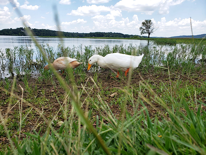 Ducks on patrol at the water's edge, nature's landscapers taking a break to enjoy the view they help maintain.