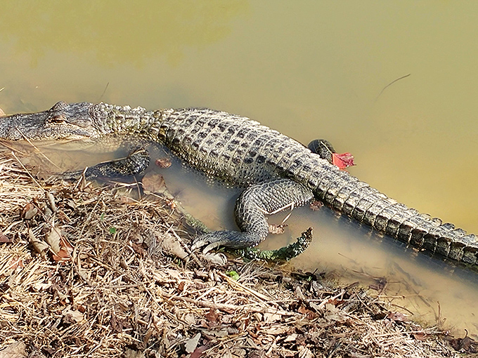 Louisiana's scaly residents remind you who the original homeowners were&mdash;and they're not particularly interested in your opinion about property taxes.