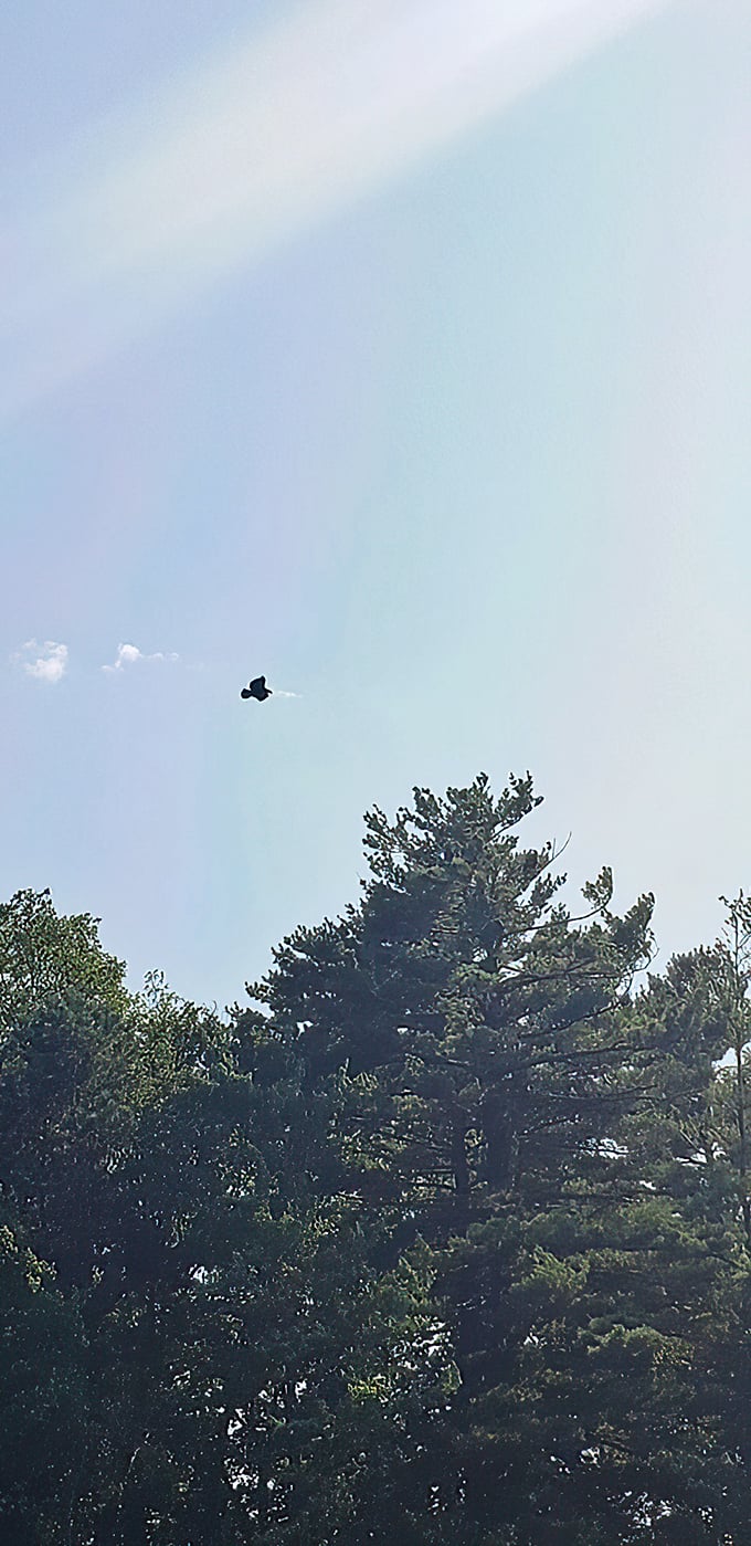 Look up to see a lone bird soaring gracefully across the vast, bright blue sky above the towering evergreen trees.