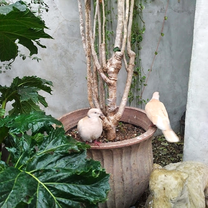 White doves perch contentedly among the plants, adding living whimsy to this cabinet of curiosities that refuses categorization.
