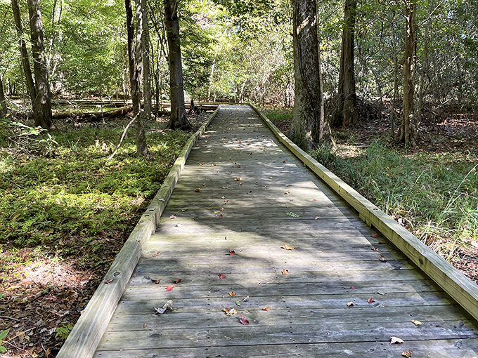 This sun-dappled boardwalk invites exploration through a forest that remembers when Paul Revere was just learning to ride.