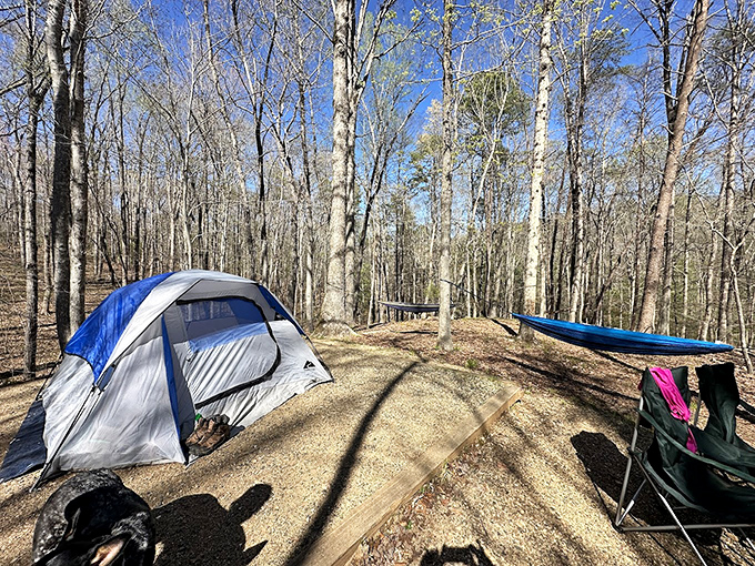 Camping among birch trees &ndash; where the morning alarm is a woodpecker and your ceiling is an ever-changing masterpiece of branches.