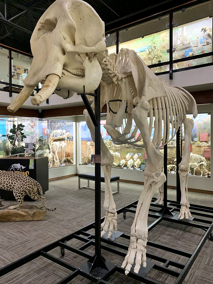 This elephant skeleton commands the room with silent dignity. Even stripped to its framework, it remains the undisputed heavyweight champion of land mammals.